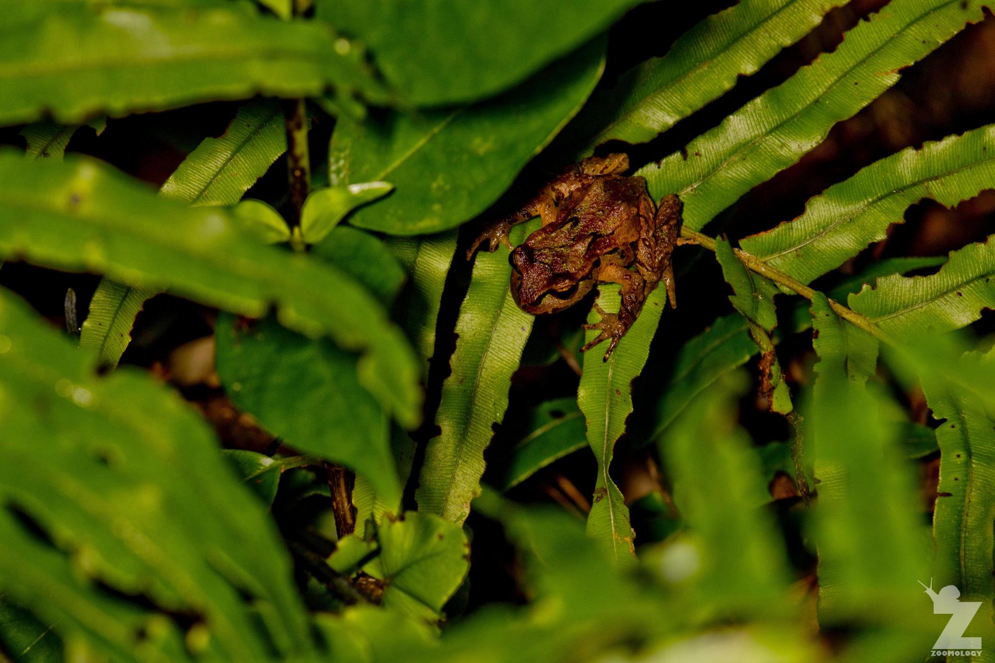 Leiopelma archeyi | NZHS